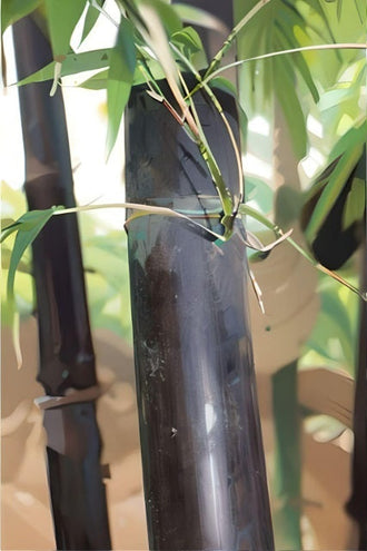 The Bamboo Seed - Growing stunning gardens one bamboo seed at a time.