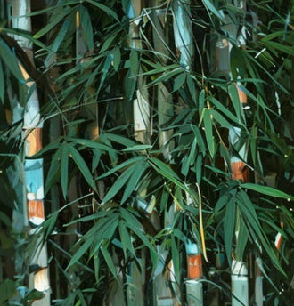 The Bamboo Seed - Growing stunning gardens one bamboo seed at a time.