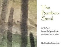 Bamboo Finder – The Bamboo Seed