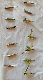 Giant Timber Bamboo Seeds - Madake Bamboo Seeds – The Bamboo Seed