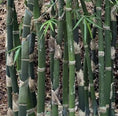 Longinternode Bamboo Seeds – The Bamboo Seed