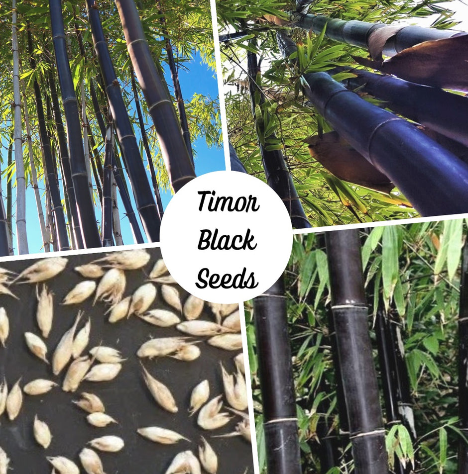 Black Bamboo Seeds – The Bamboo Seed