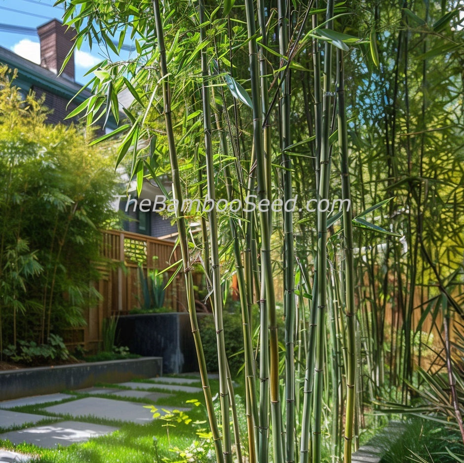 The Bamboo Seed - Growing stunning gardens one bamboo seed at a time.