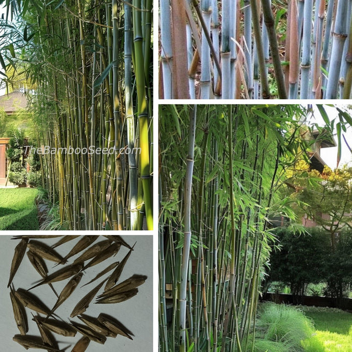 The Bamboo Seed - Growing stunning gardens one bamboo seed at a time.