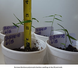 Bamboo Seeds - Burmese – The Bamboo Seed