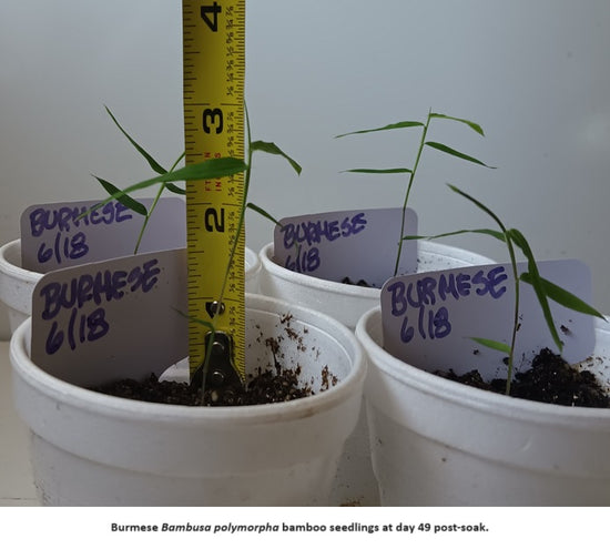 Bamboo Seeds - Burmese – The Bamboo Seed