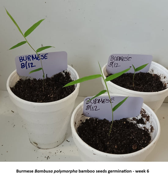 Bamboo Seeds - Burmese – The Bamboo Seed