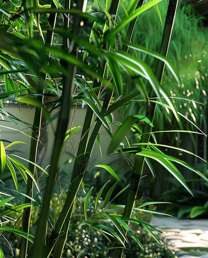 Giant Bamboo Seeds – The Bamboo Seed