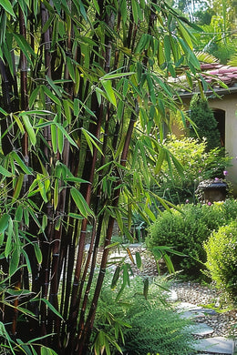 Clumping Bamboo Seeds - 'Chocolate Bamboo' Fargesia fungosa – The ...
