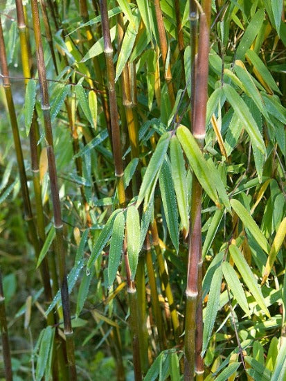 Black Bamboo Seeds – The Bamboo Seed