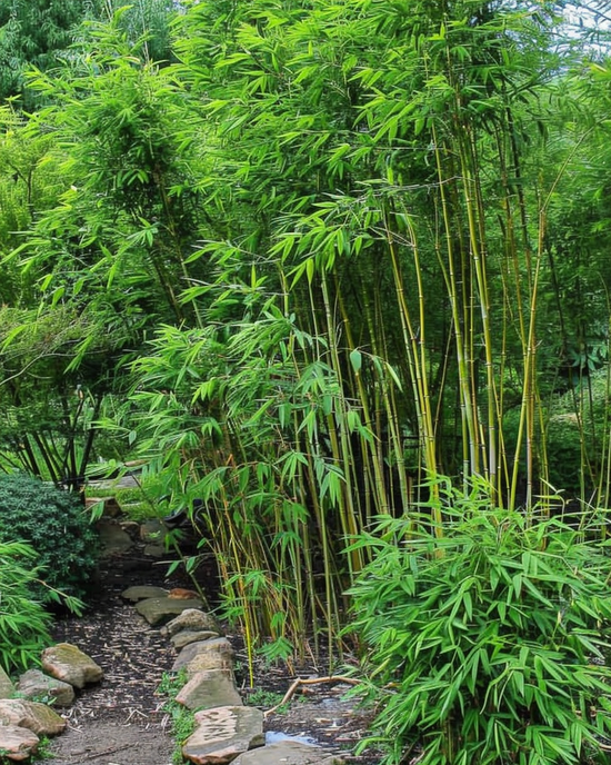 Clumping Bamboo Seeds - Fargesia nitida Fountain Bamboo seeds – The ...