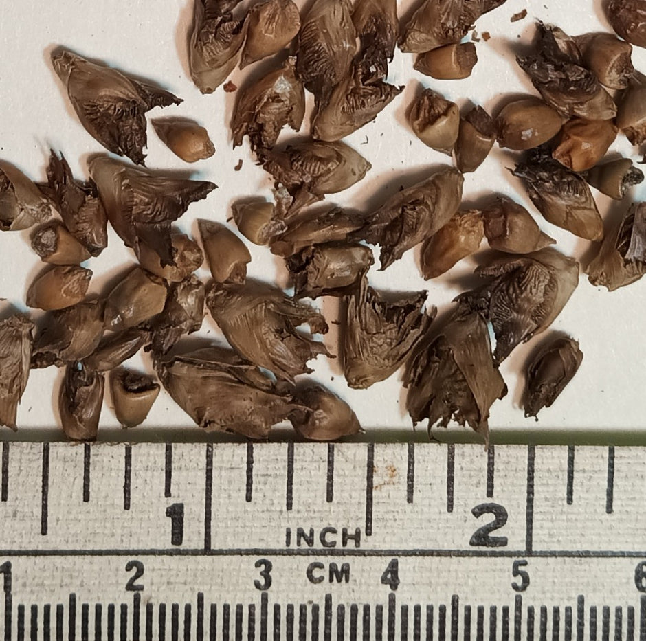 Giant Bamboo Seeds – The Bamboo Seed