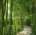 Giant Timber Bamboo Seeds - Madake Bamboo Seeds – The Bamboo Seed
