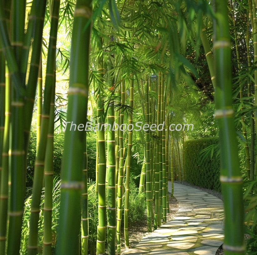 Giant Timber Bamboo Seeds - Madake Bamboo Seeds - Phyllostachys bambus ...