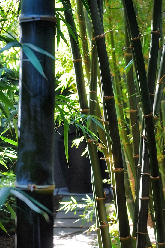 3 Varieties Tropical Bamboo Seeds Sampler – The Bamboo Seed