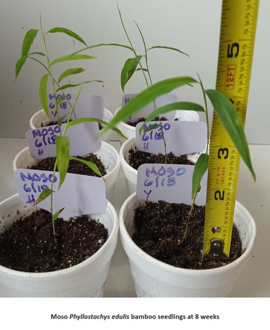 Giant Bamboo Seeds - Moso Bamboo Seeds - Phyllostachys edulis bamboo s ...