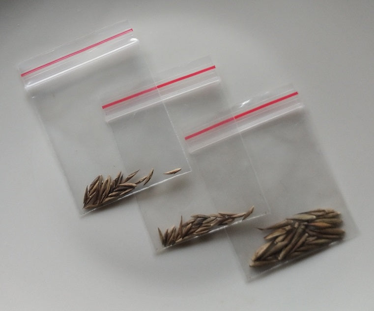 3 Variety Sampler Pack Cold Hardy Fargesia Seeds – The Bamboo Seed