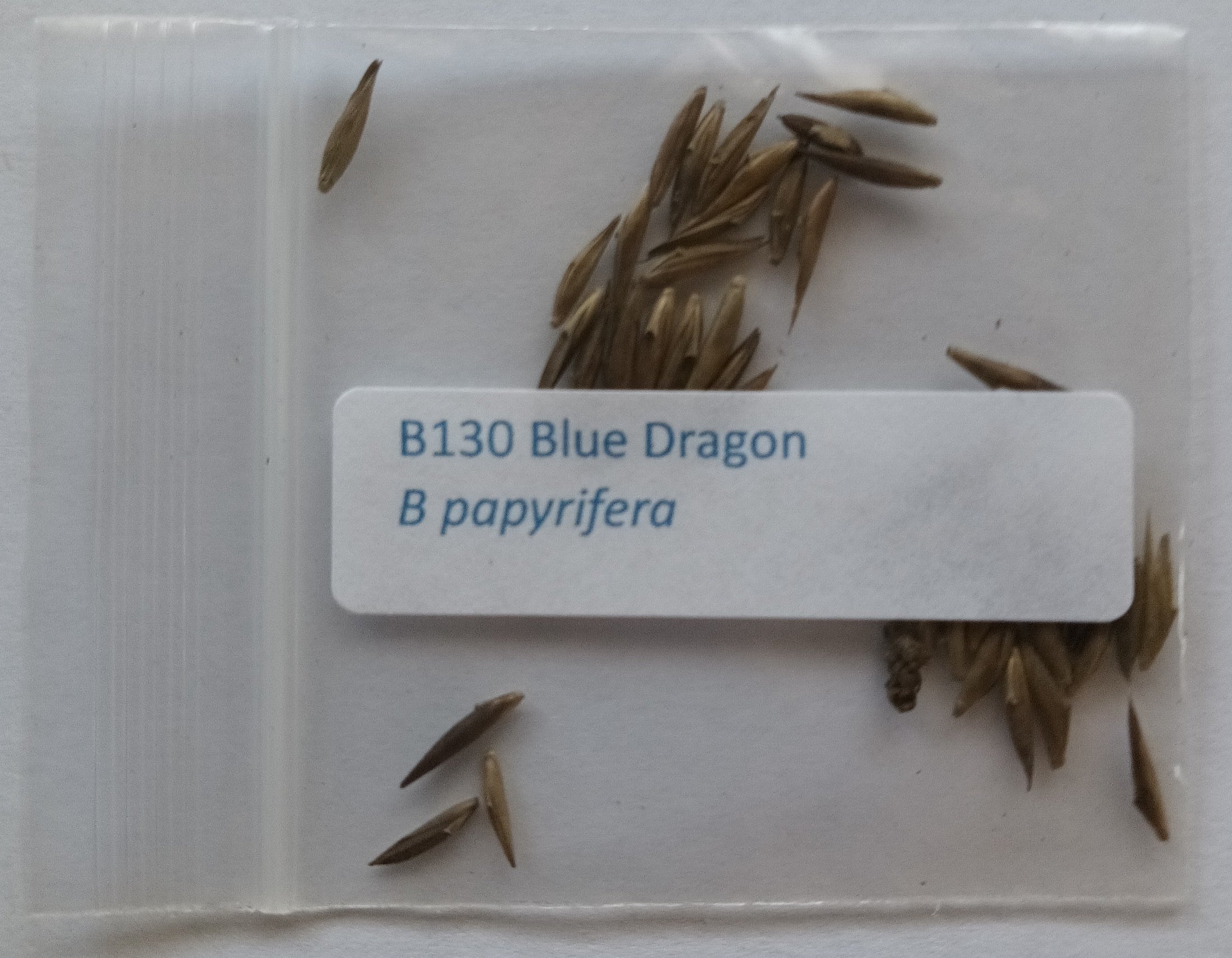 Bamboo Seeds - Blue Dragon – The Bamboo Seed