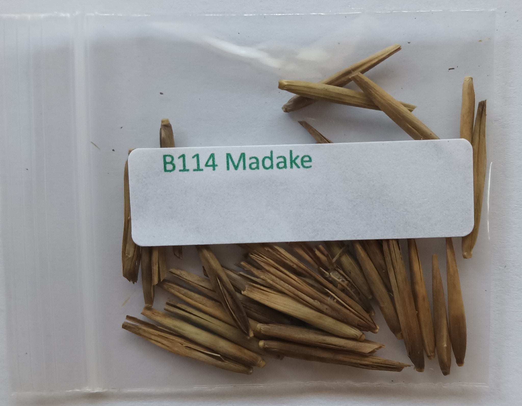 Giant Timber Bamboo Seeds - Madake Bamboo Seeds – The Bamboo Seed