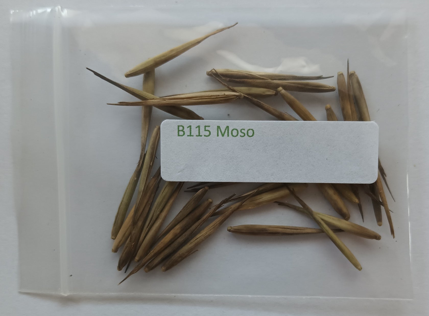 Giant Bamboo Seeds - Moso Bamboo Seeds - Phyllostachys edulis bamboo s ...