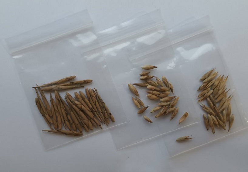 3 Variety Sampler Pack Tropical Bamboo Seeds – The Bamboo Seed