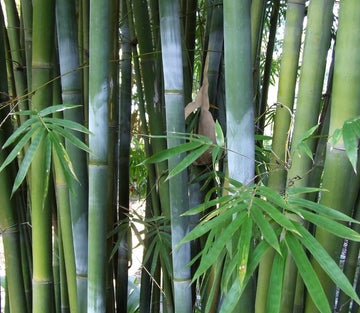 Giant Bamboo Seeds – The Bamboo Seed