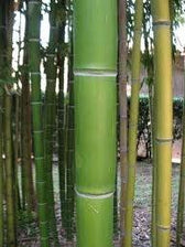 Giant Timber Bamboo Seeds - Madake Bamboo Seeds – The Bamboo Seed