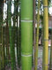 Giant Timber Bamboo Seeds - Madake Bamboo Seeds – The Bamboo Seed