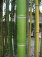 Giant Timber Bamboo Seeds - Madake Bamboo Seeds – The Bamboo Seed